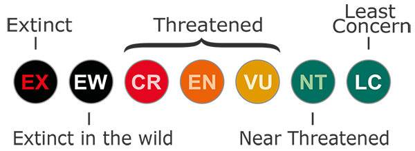 Globally threatened species designations | KuwaitBirds.org Globally threatened species designations | KuwaitBirds.org