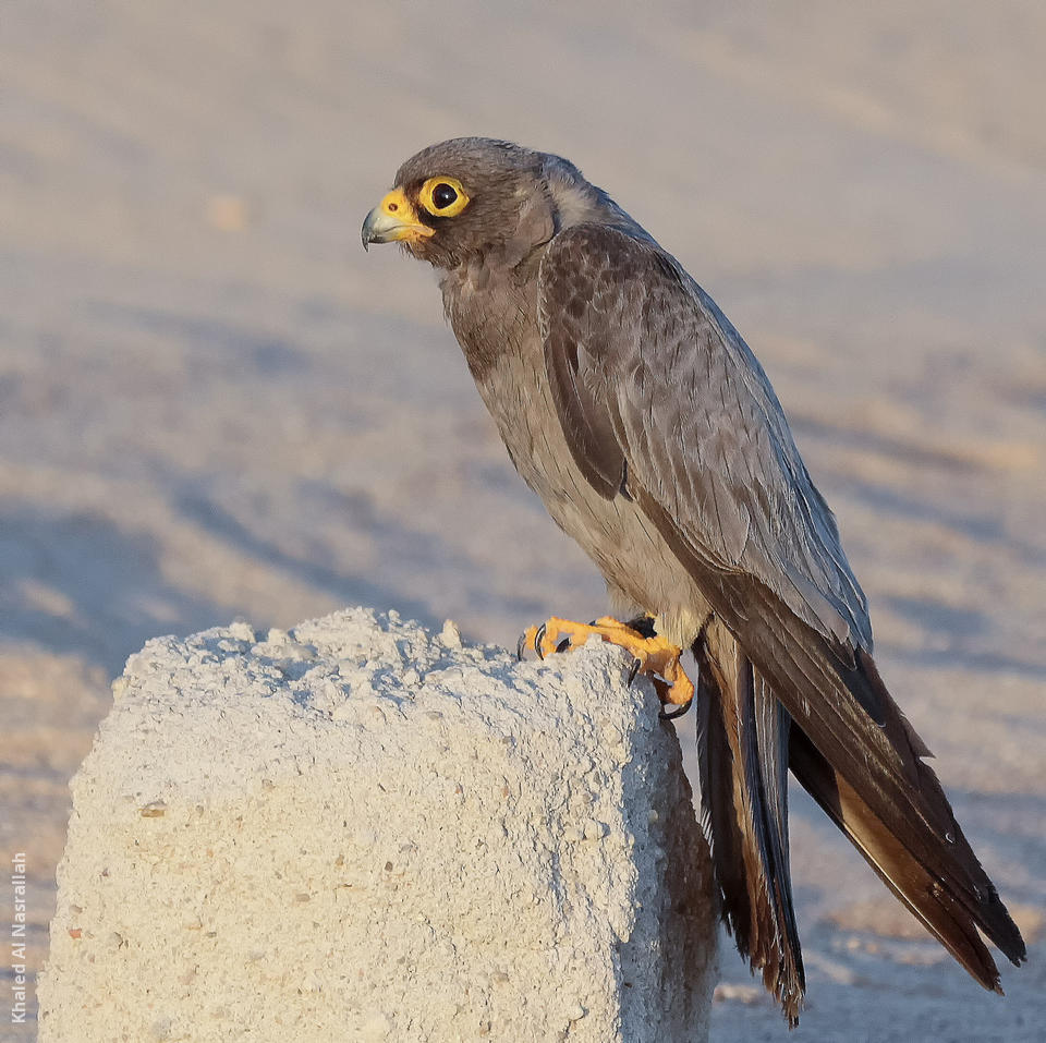 Sooty falcon - Alchetron, The Free Social Encyclopedia